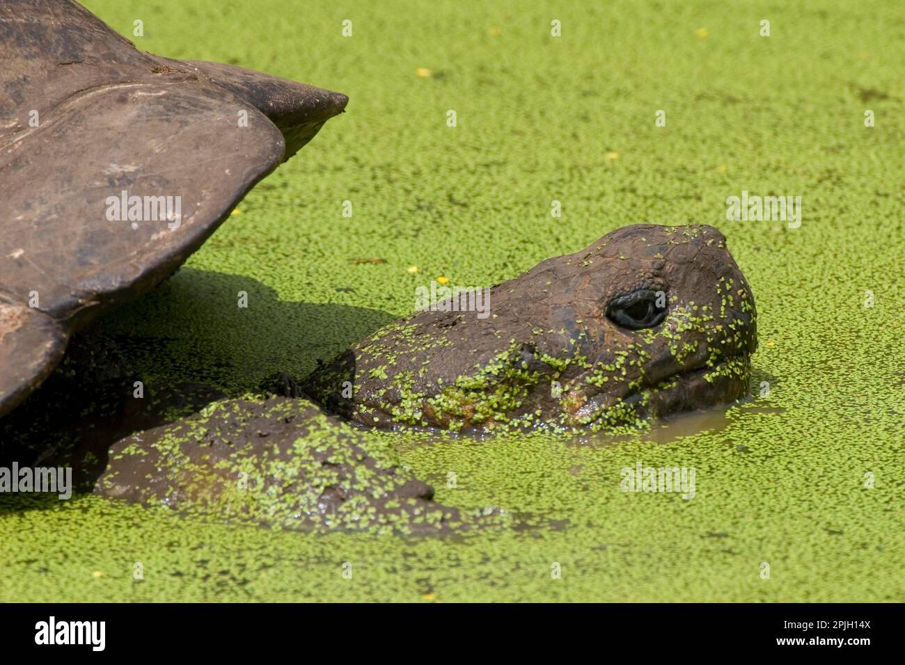 Testudo elephantopus porteri porteri porteri, Galapagos giant tortoise ...