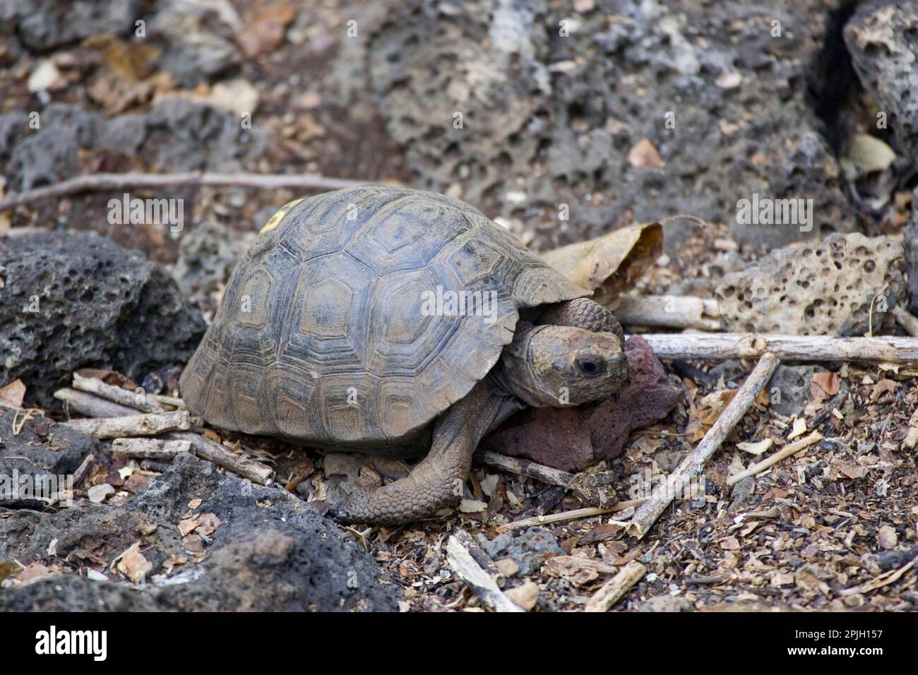 Testudo elephantopus porteri porteri porteri, Galapagos giant tortoise ...