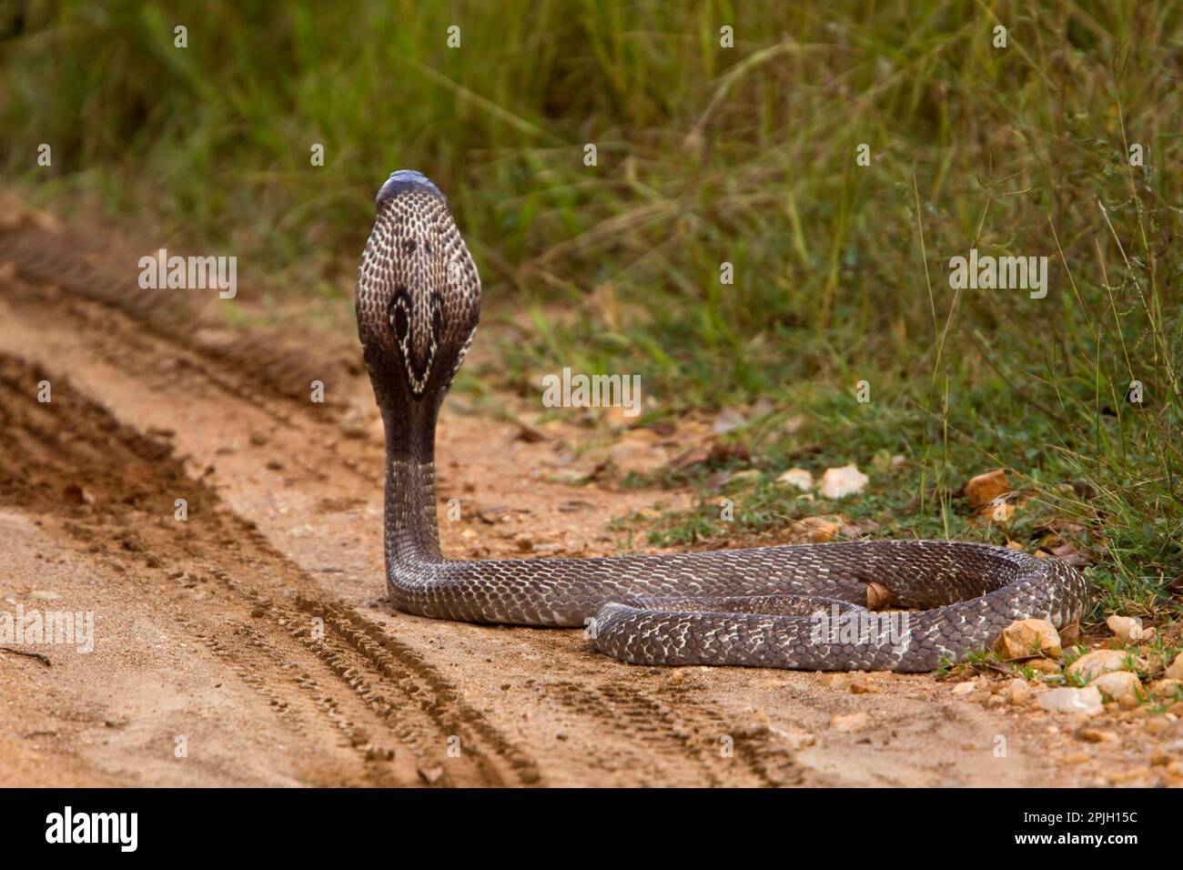 Spectacled snake, South Asian cobra, Spectacled snakes, South Asian ...