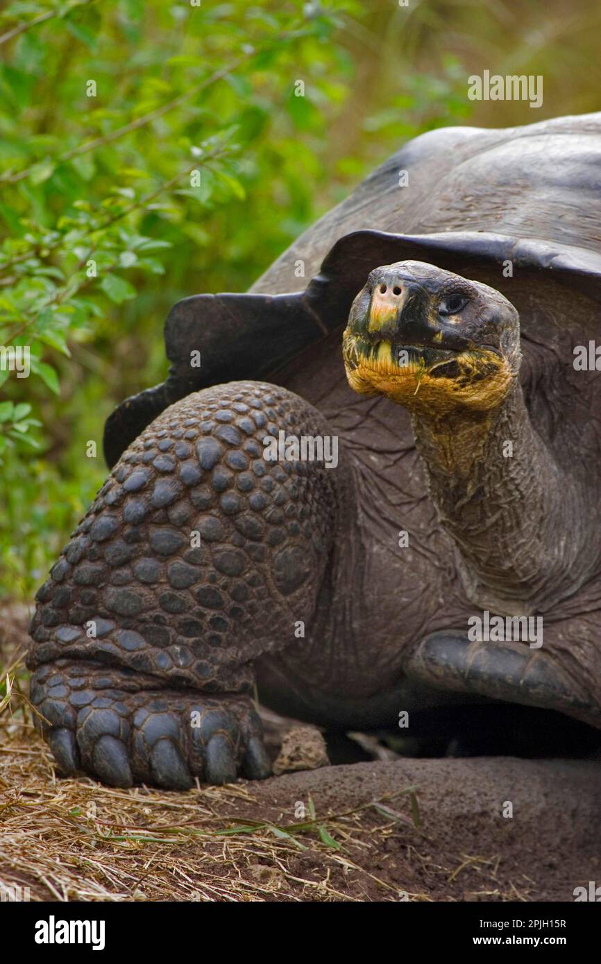 Testudo elephantopus porteri porteri porteri, Galapagos giant tortoise ...