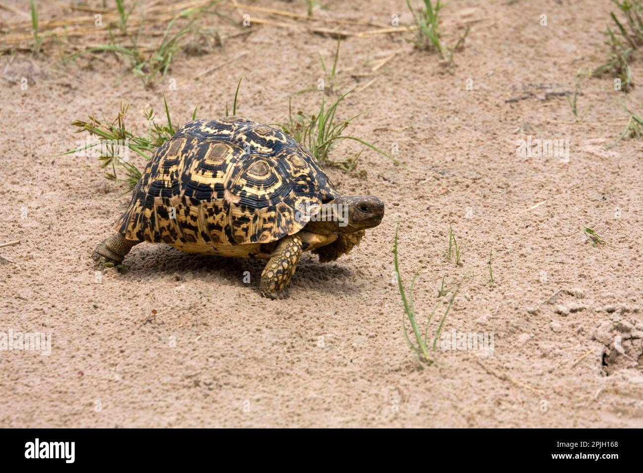 leopard tortoises (Geochelone pardalis) Panther Turtles, Other Animals ...