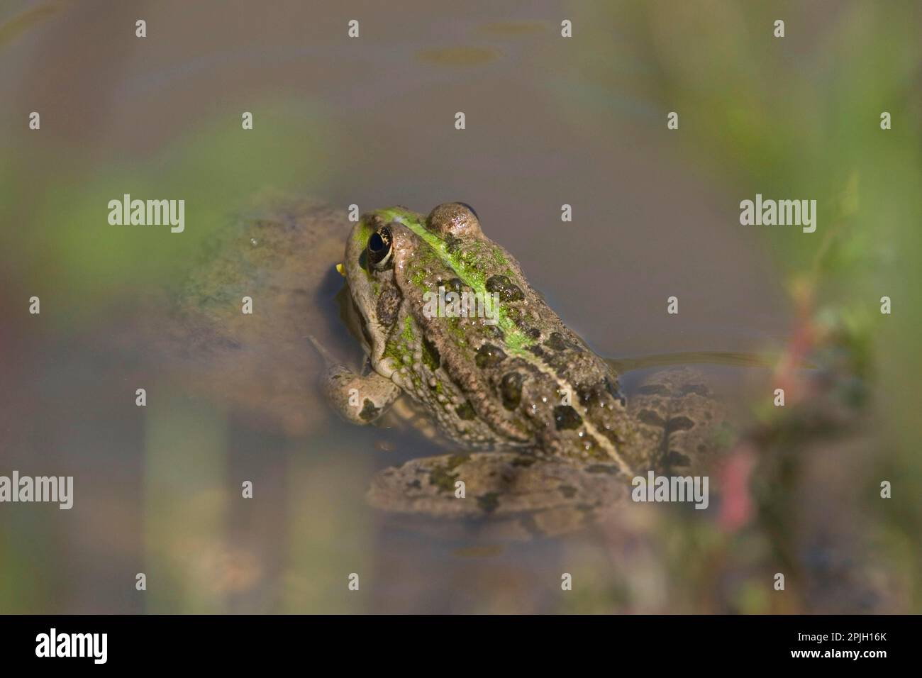 Marsh Frog (Pelophylax ridibundus), Amphibians, Other animals, Frogs ...