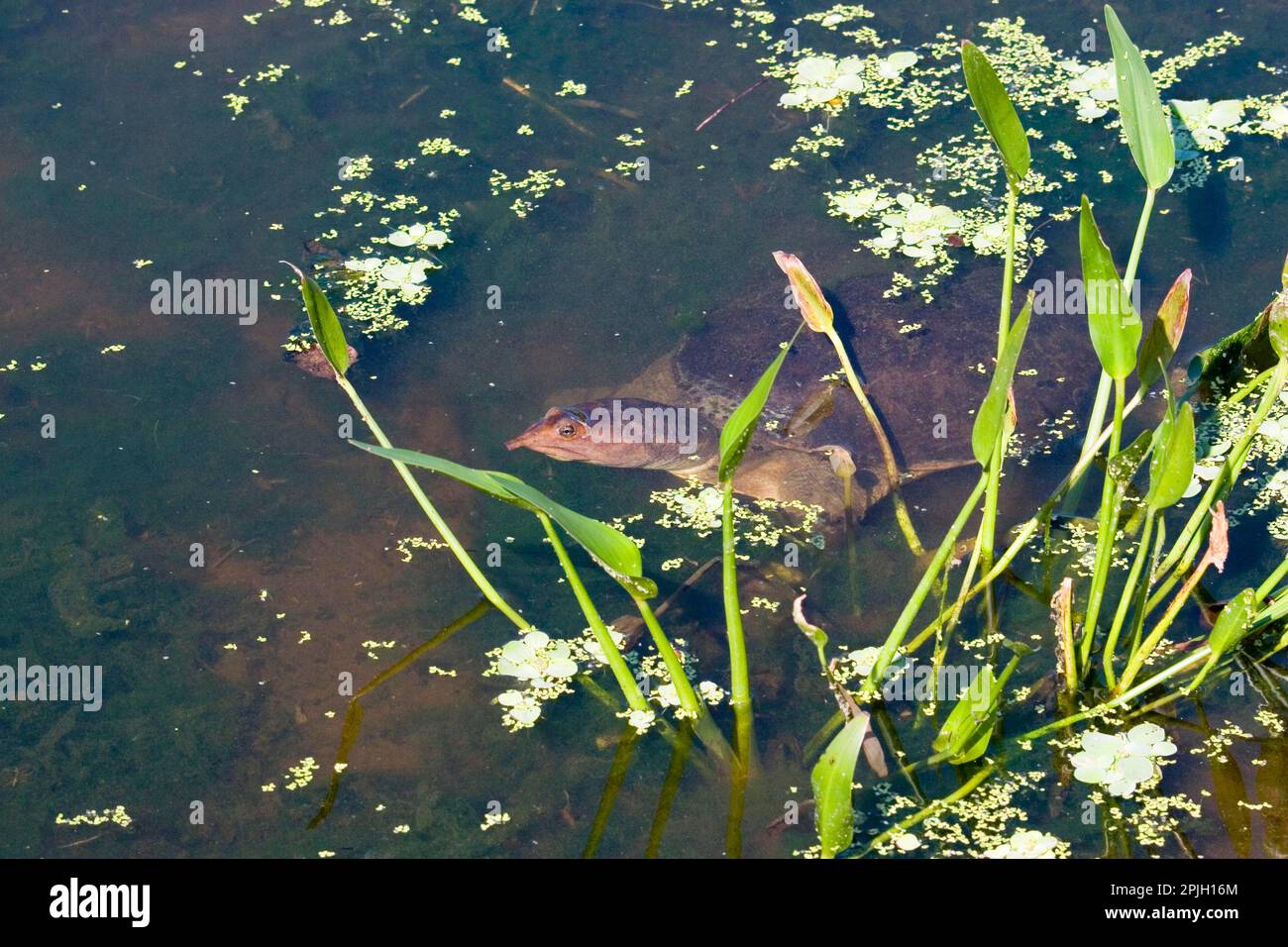 American softshell turtle hi-res stock photography and images - Alamy