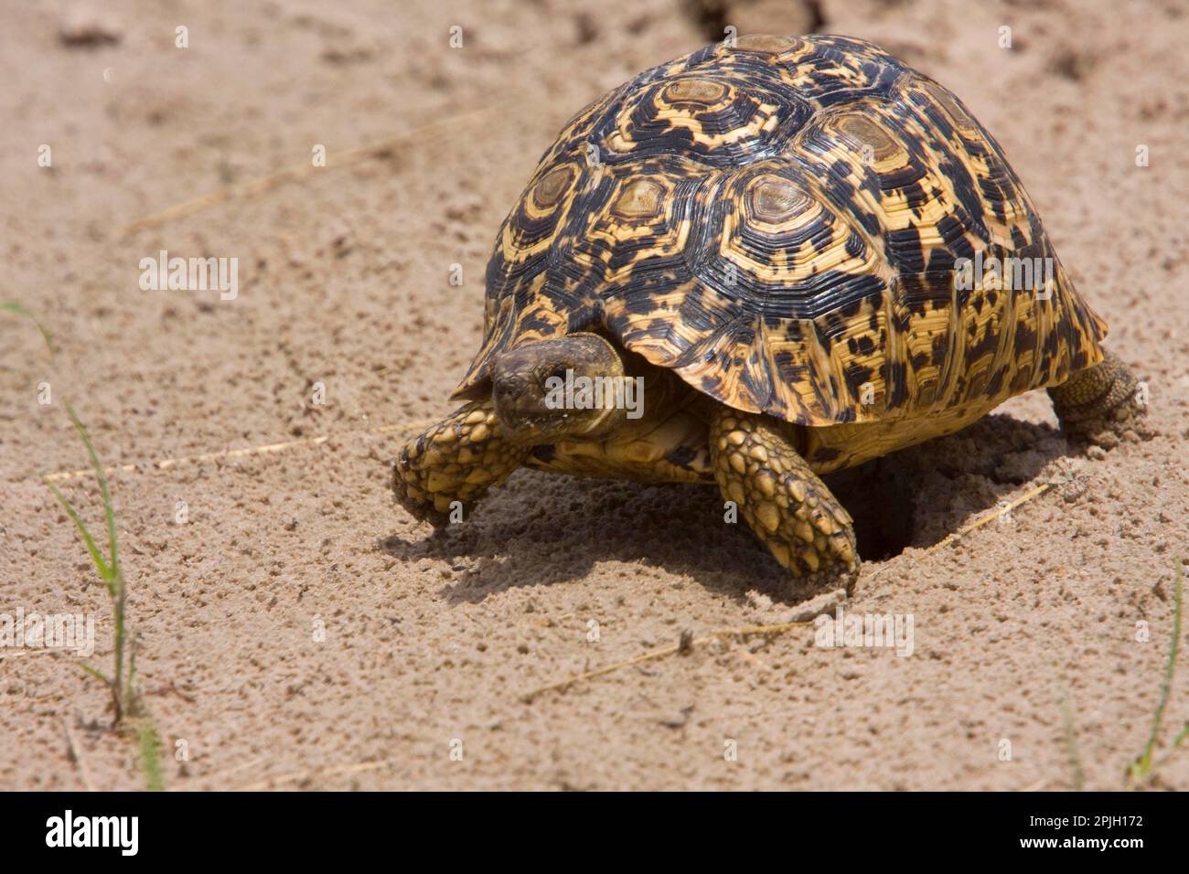 Panther Tortoise, leopard tortoises (Geochelone pardalis) Other Animals ...