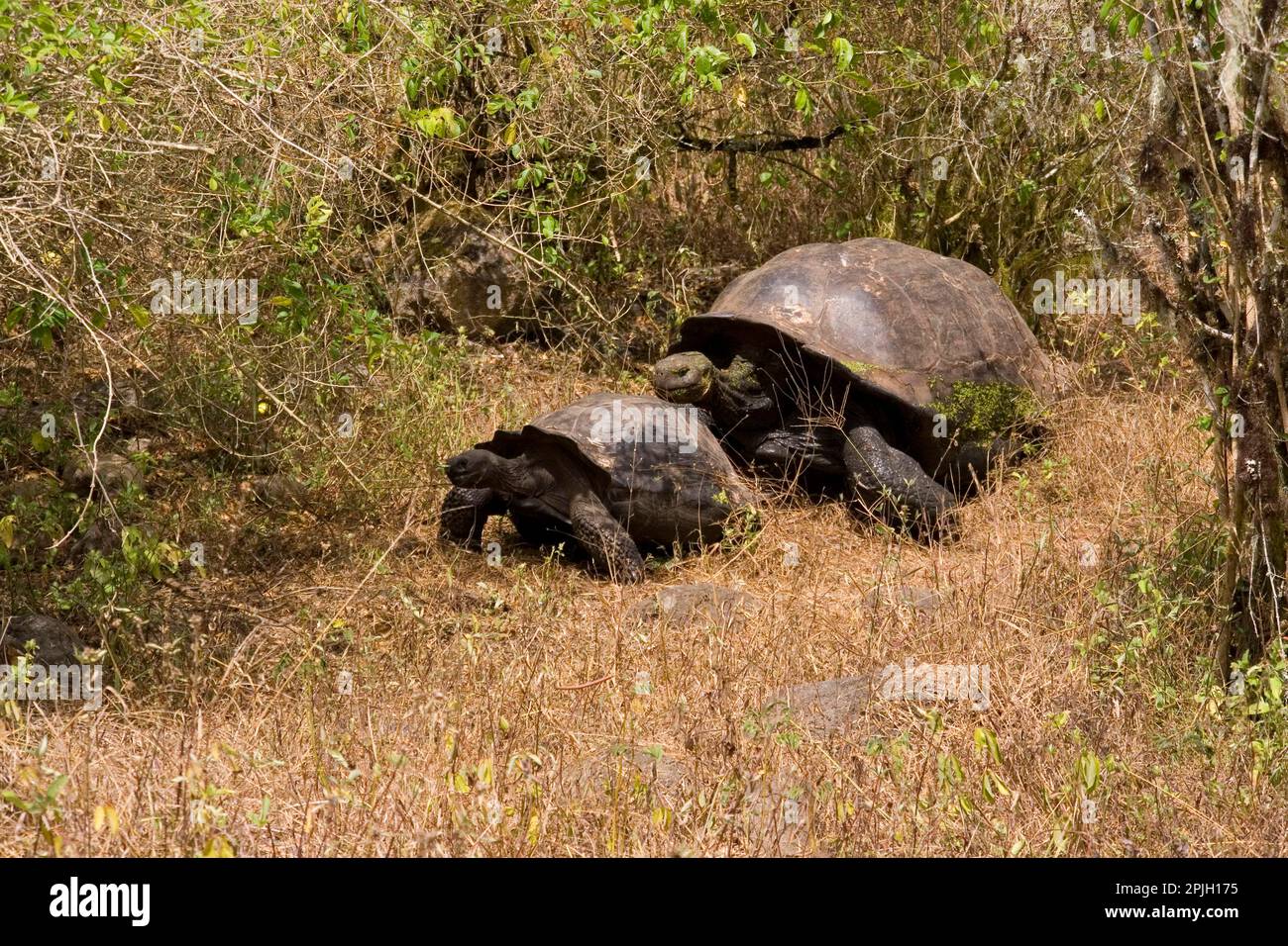 Male galapagos giant tortoise hi-res stock photography and images - Alamy