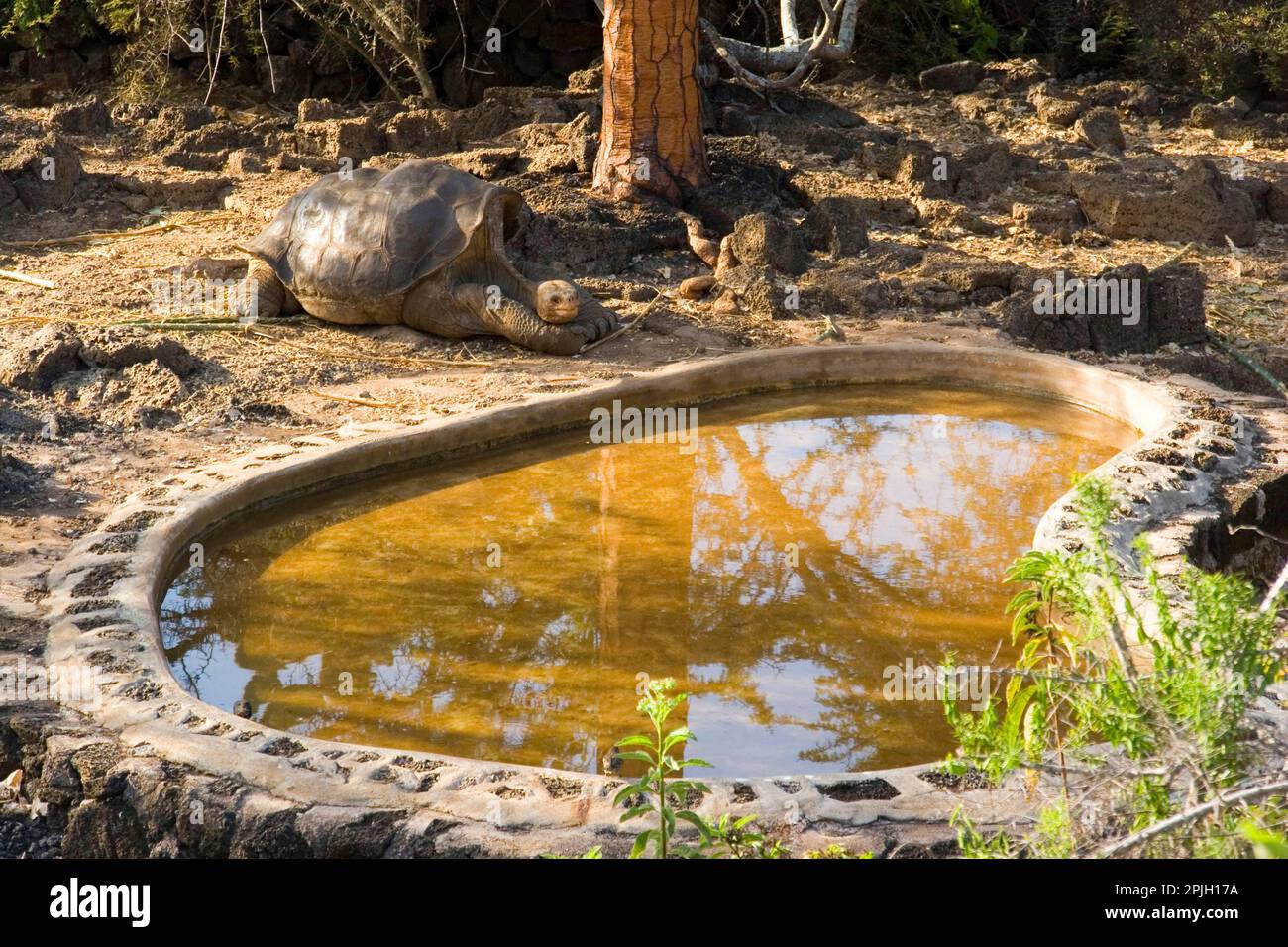 Testudo genus hi-res stock photography and images - Alamy