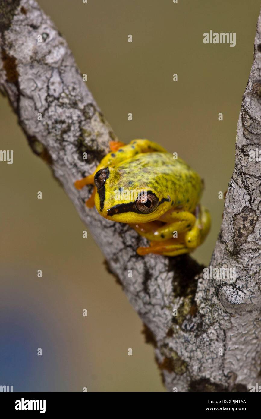 Madagascar Tree Frog, Madagascar Tree Frogs, Blue Tree Frog, Blue Tree ...