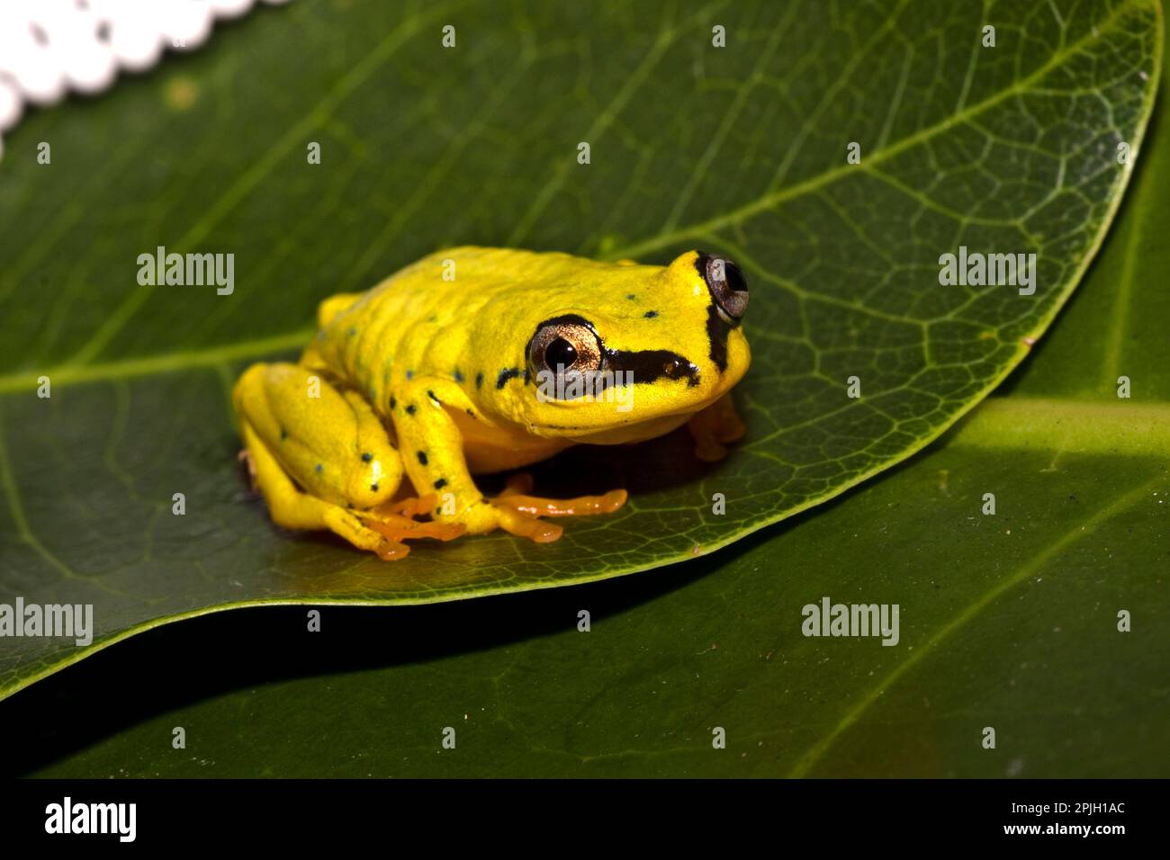 Madagascar Tree Frog, Madagascar Tree Frogs, Blue Tree Frog, Blue Tree ...