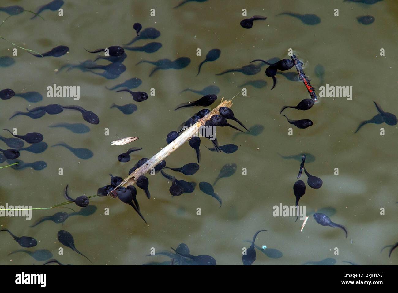 Common toad, Common toads, Amphibians, Other animals, Frogs, Toad ...