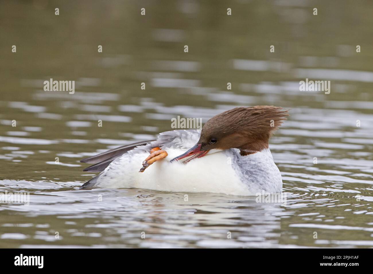 Common merganser (Mergus merganser), adult female, preening on the ...