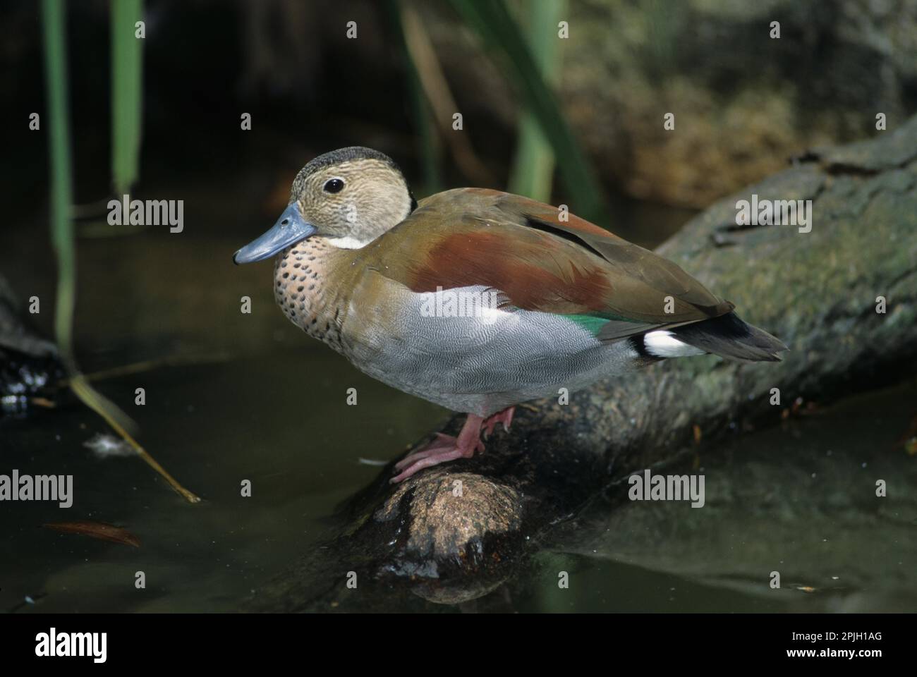 Red-shouldered Duck, ringed teals (Callonetta leucophrys), Ducks, Geese ...