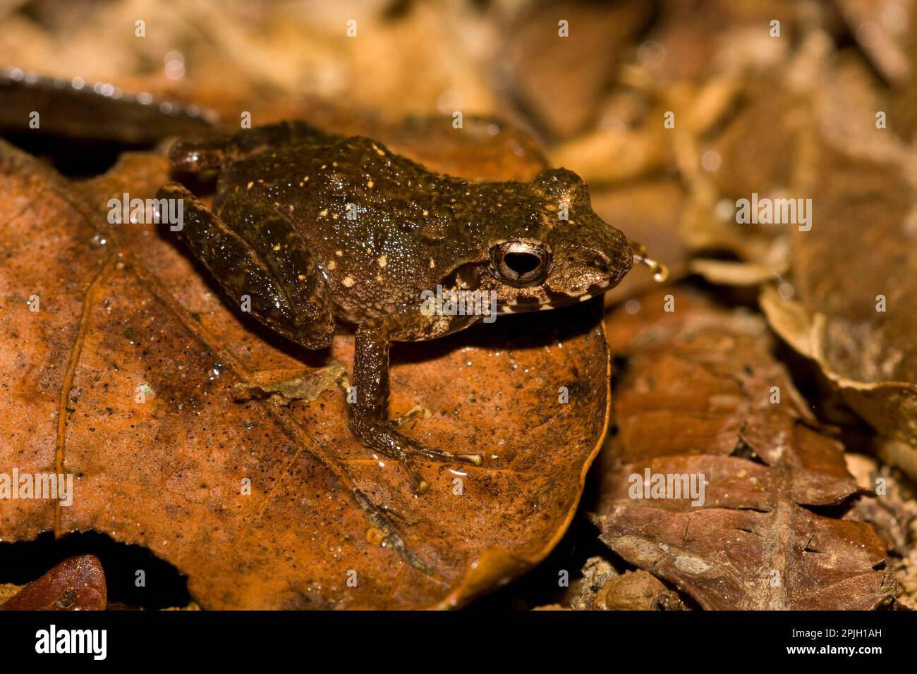 Amphibians, Other animals, mantellid frog (Mantellidae), Animals ...