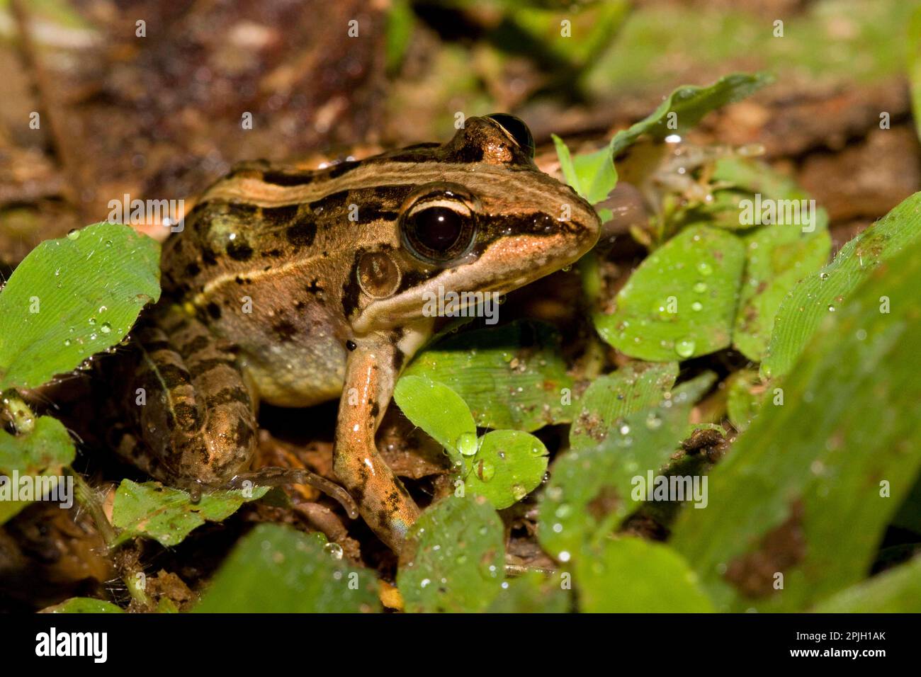 Mascarene rocket frog, Ptychadena, mascareniensis, from Madagascar ...