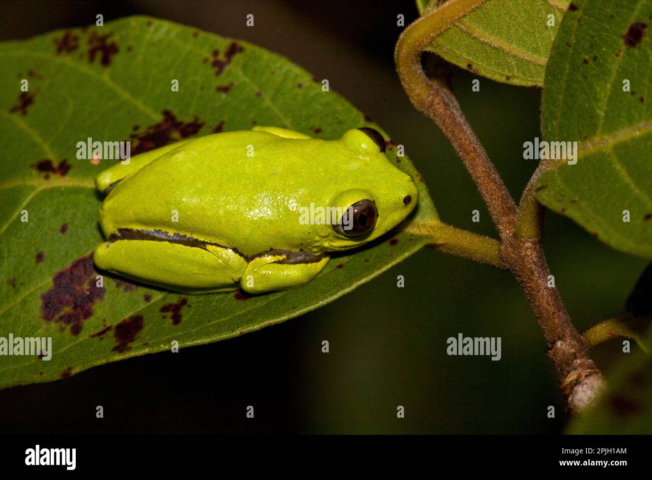 Clear Reed Tree Frog