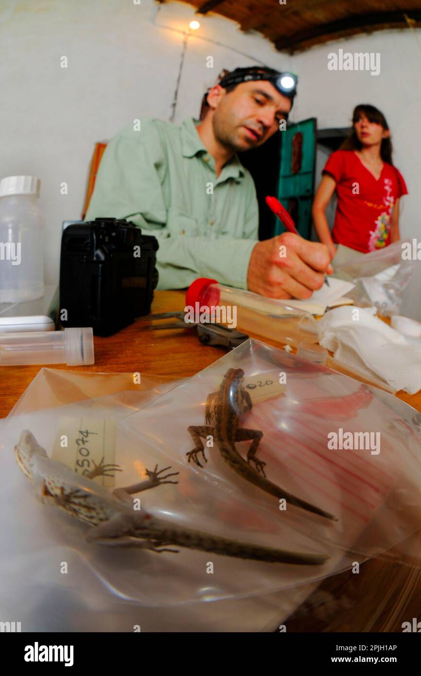 Researchers cataloguing lizard specimens for DNA analysis, Socotra ...