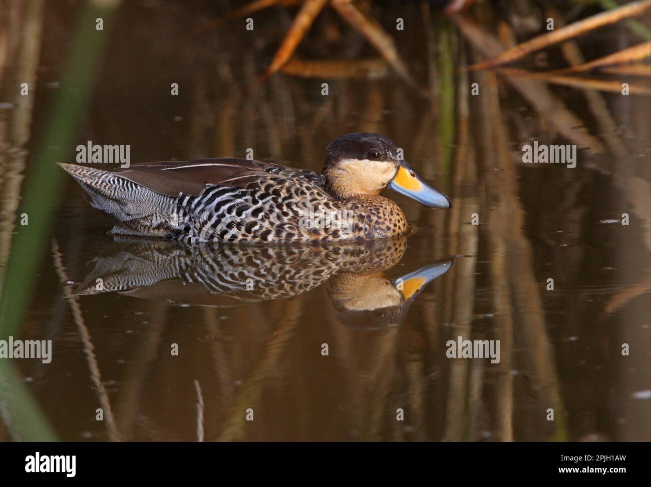 Silver Duck (Anas versicolor versicolor), adult male, swimming in pool ...