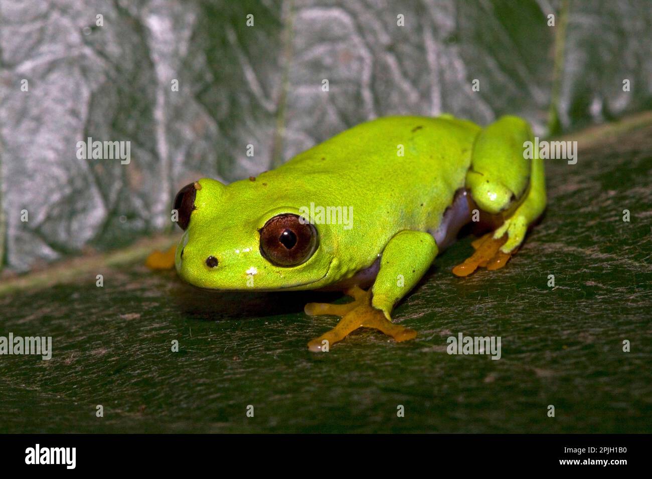 Reed frogs hi-res stock photography and images - Alamy