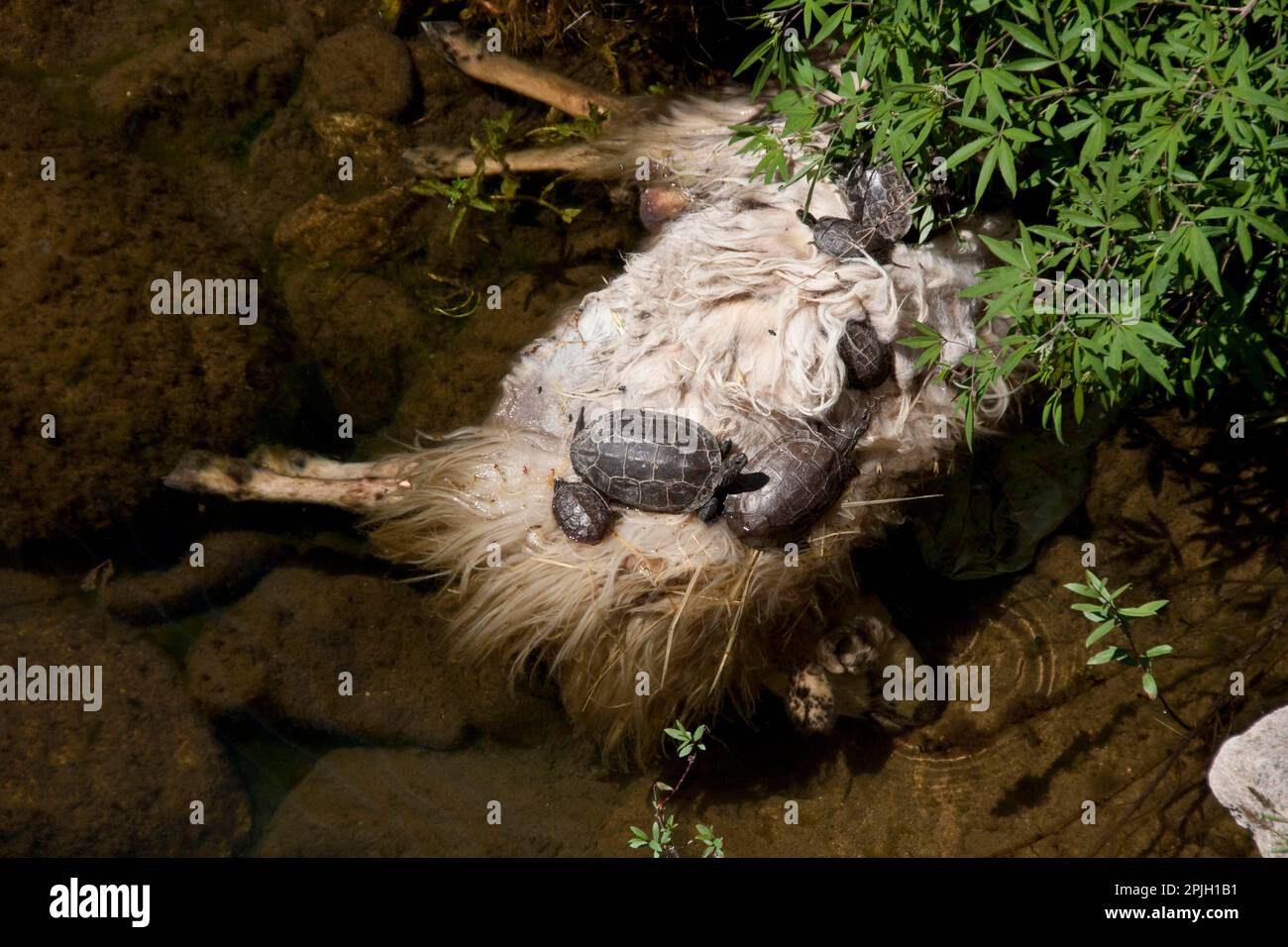 Caspian stream turtle, Caspian stream turtles, Other animals, Reptiles ...