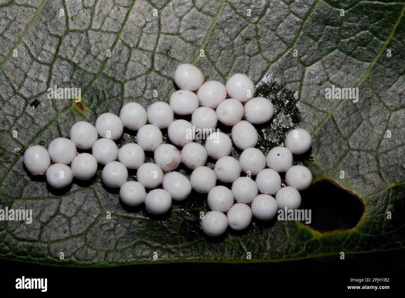 Madagascar Tree Frog, Madagascar Tree Frogs, Blue Tree Frog, Blue Tree ...