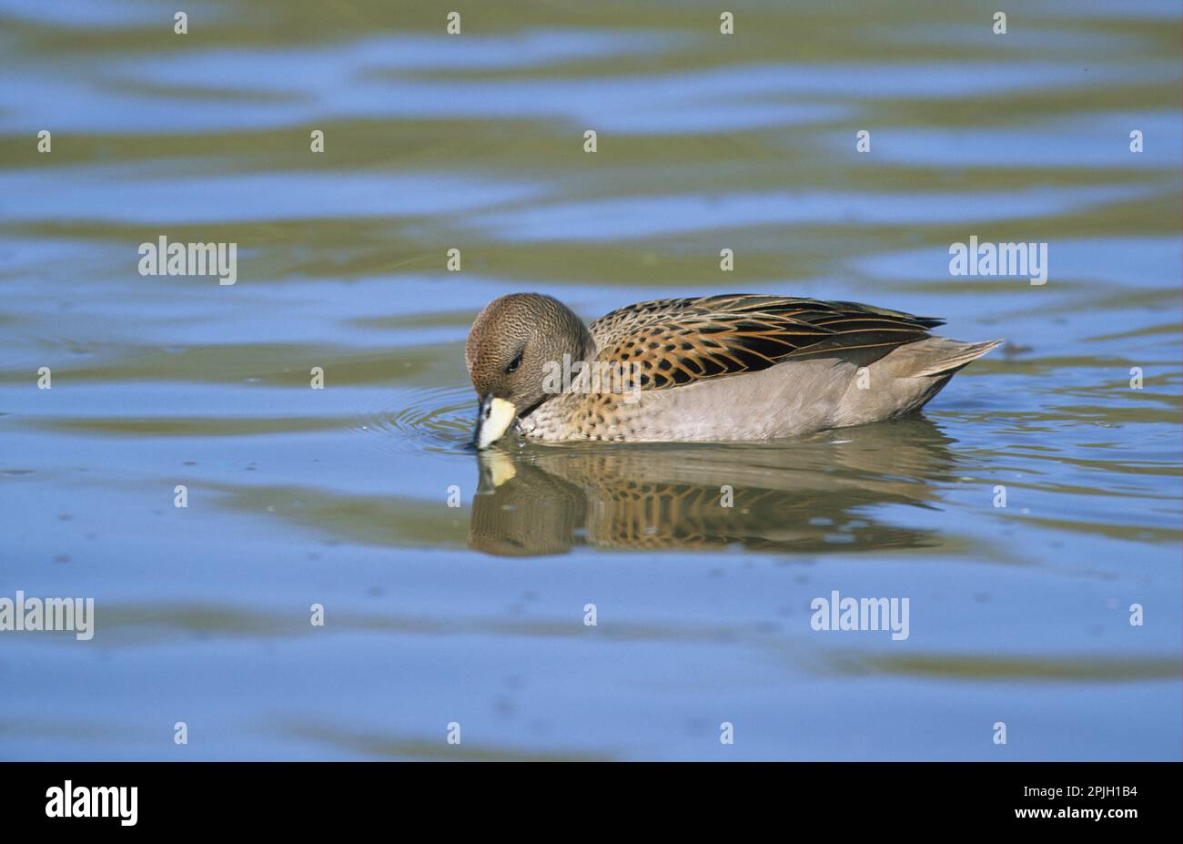 South American Teal Teal Teal Teal, Ducks, Goose Birds, Animals, Birds ...