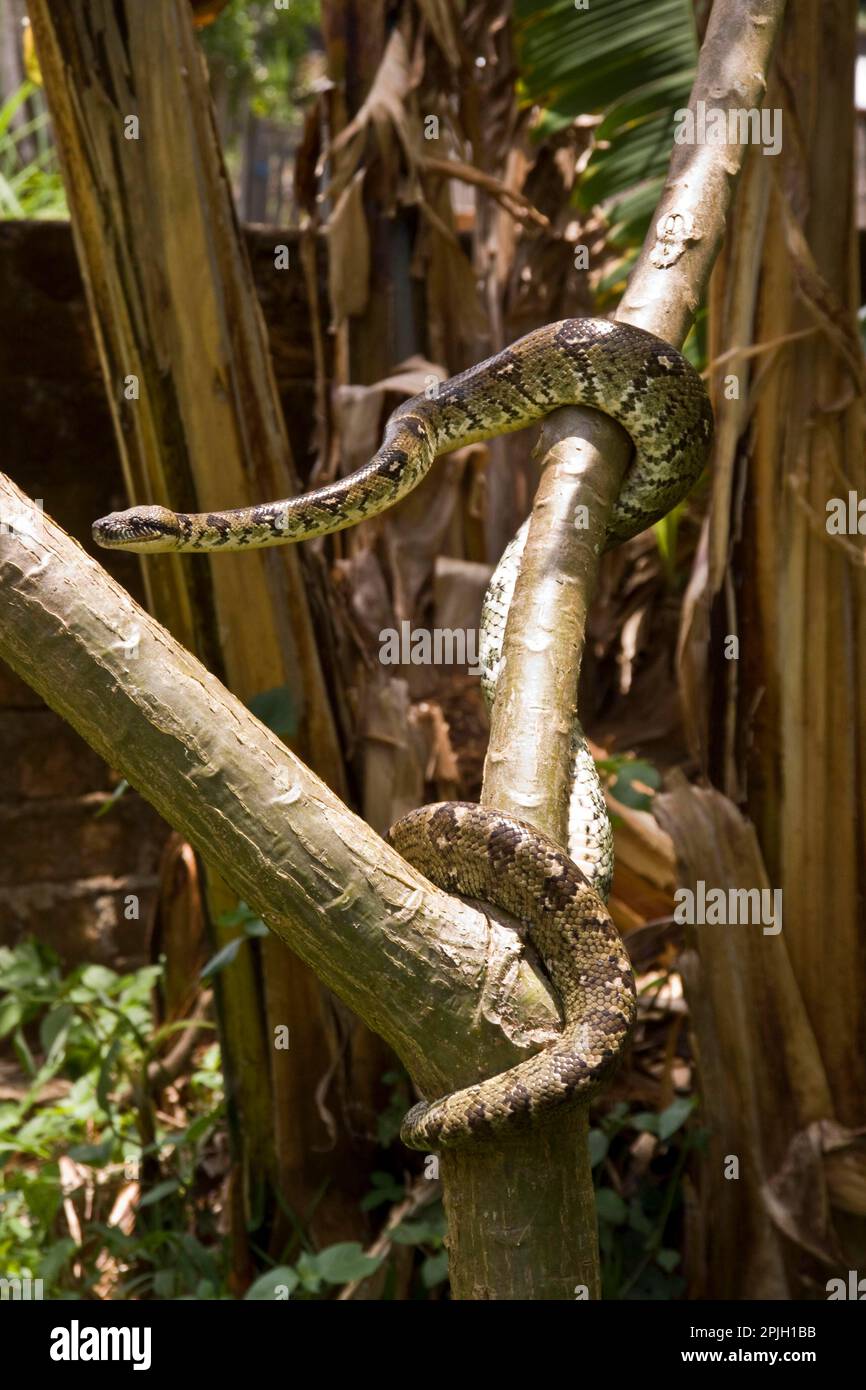 Madagascar Tree Boa (Sanzinia madagascariensis Stock Photo - Alamy