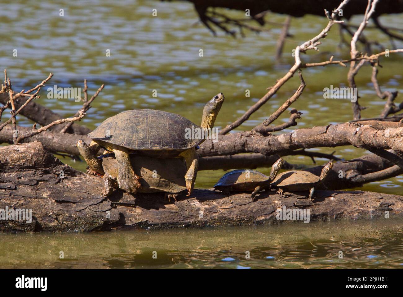 Other animals, Reptiles, Turtles, Animals, Water turtles, Hard shellied ...