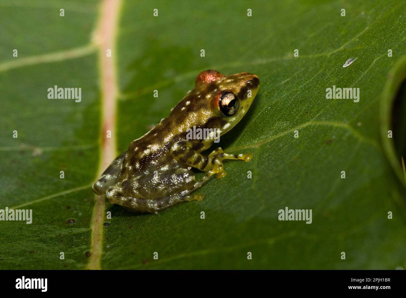 Madagascar frog, Madagascar frogs, Tree frog, Tree frogs, Amphibians ...