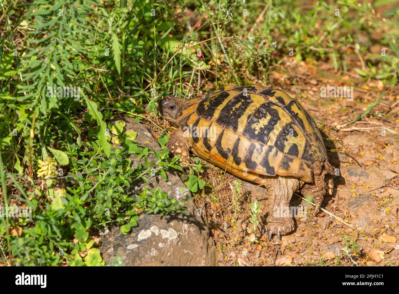 Greek tortoise, Greek tortoises, Other animals, Reptiles, Tortoises ...