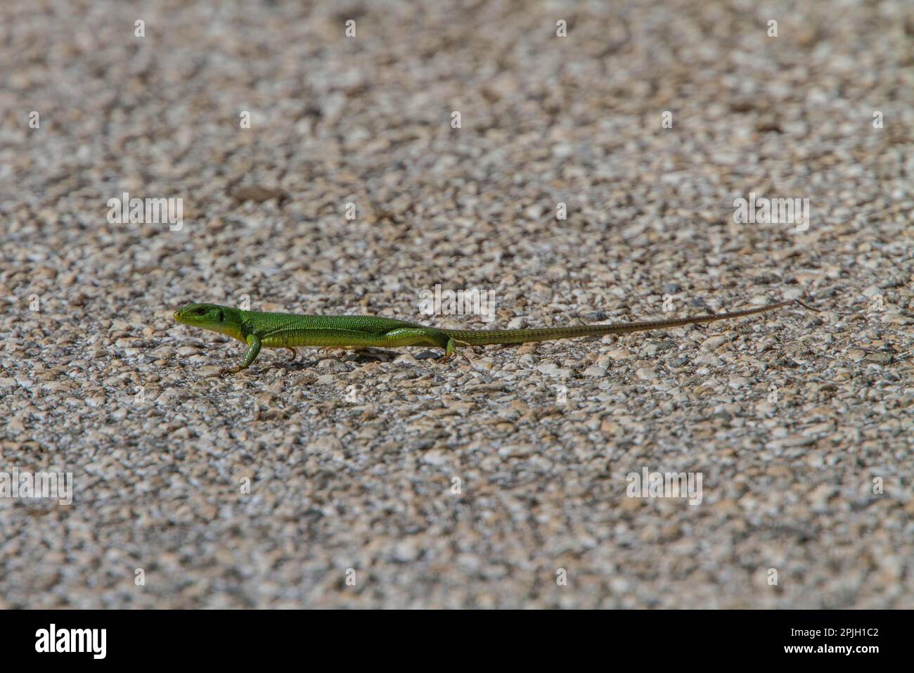 Balkan green lizards (Lacerta trilineata), Other animals, Reptiles ...