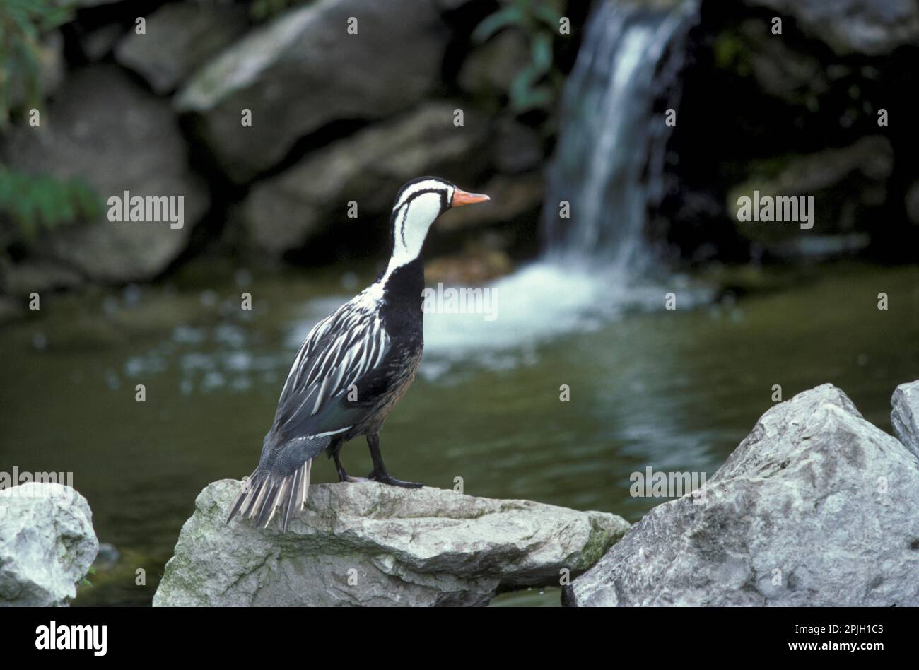 Torrent duck (Merganetta armata), Torrent Ducks, Goose Birds, Half ...