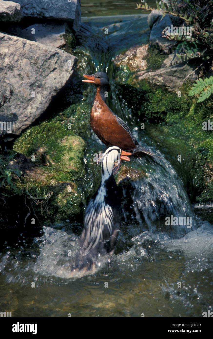Torrent duck (Merganetta armata) Pair in fast flowing water, calling (S ...