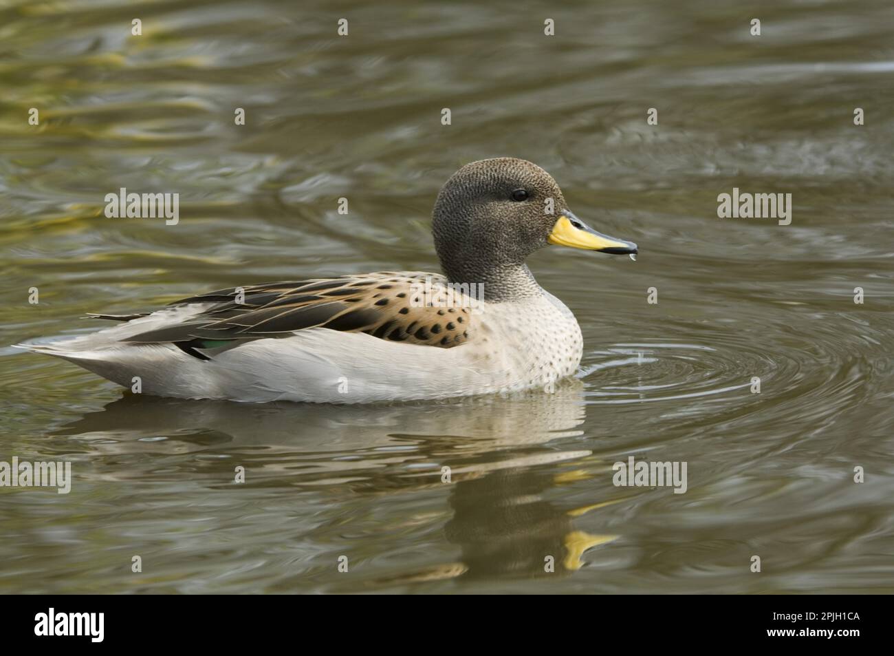 South American Teal, Chilean Teal, yellow-billed teals (Anas ...