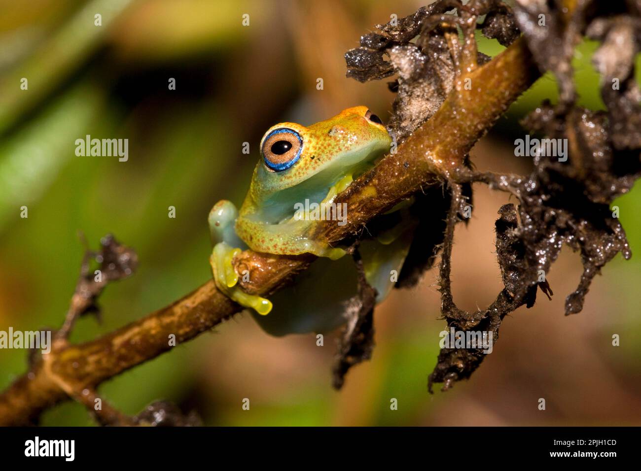 Madagascar Frog, Madagascar Frogs, Amphibians, Other Animals, Frogs ...