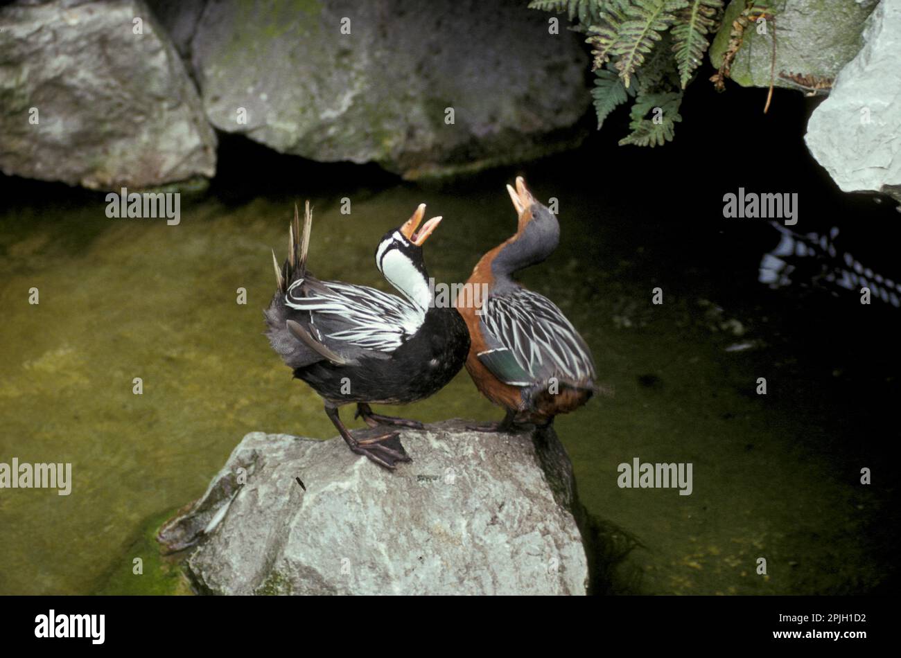 Torrent duck (Merganetta armata), Torrent Ducks, Goose Birds, Half ...