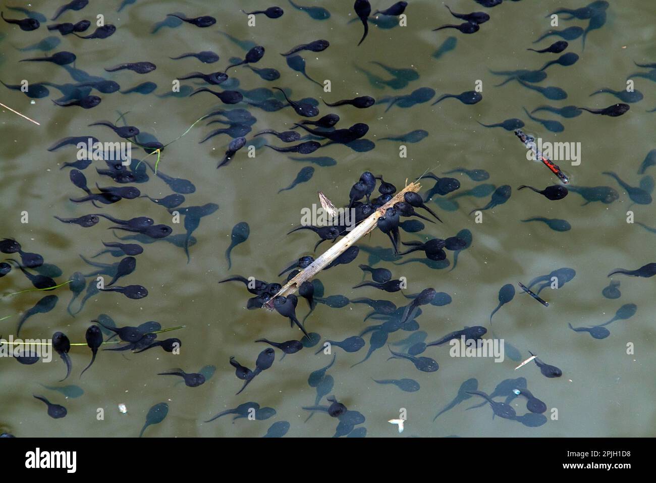 Common toad, Common toads, Amphibians, Other animals, Frogs, Toad ...