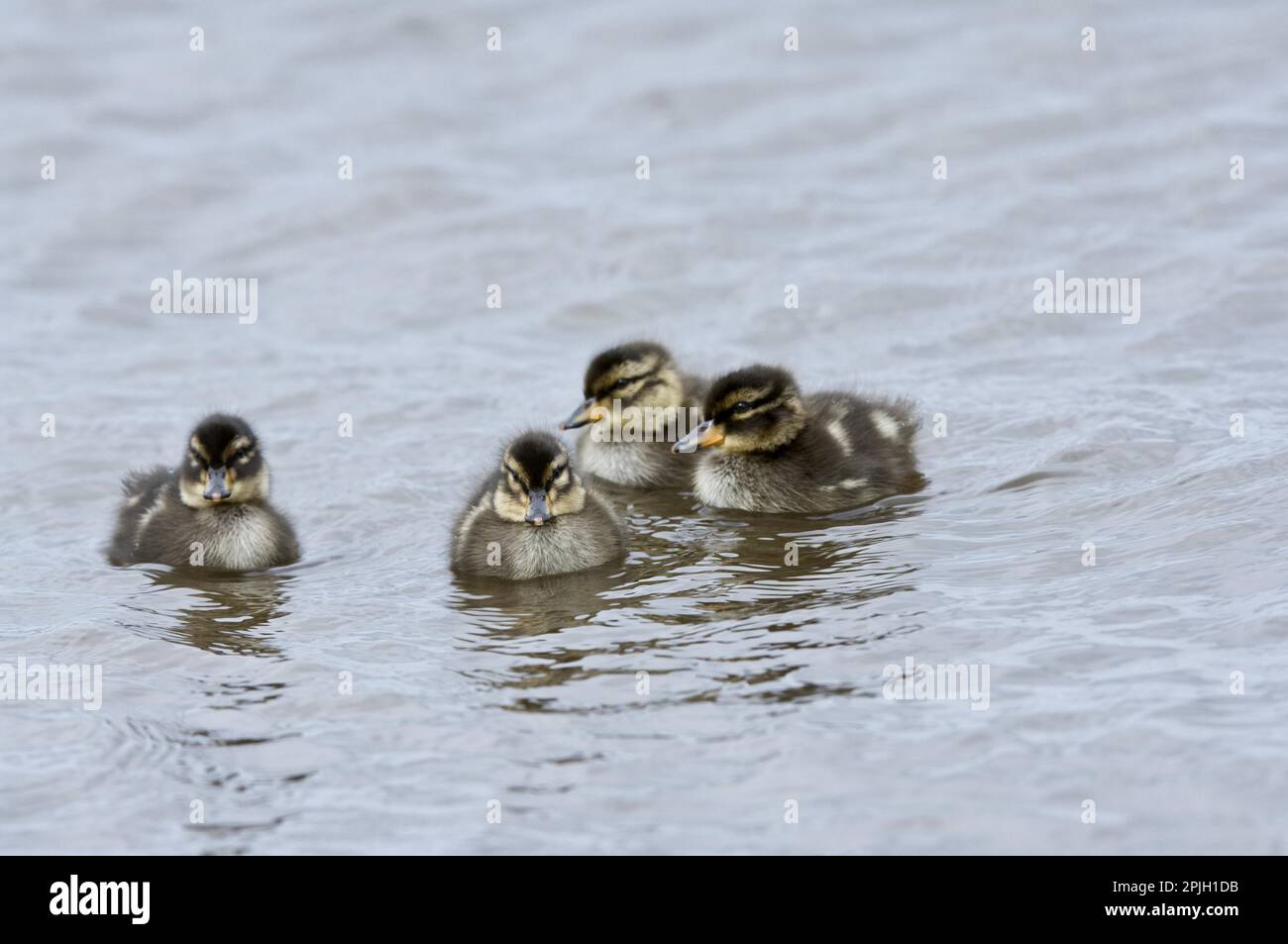 British antarctica lake hi-res stock photography and images - Alamy