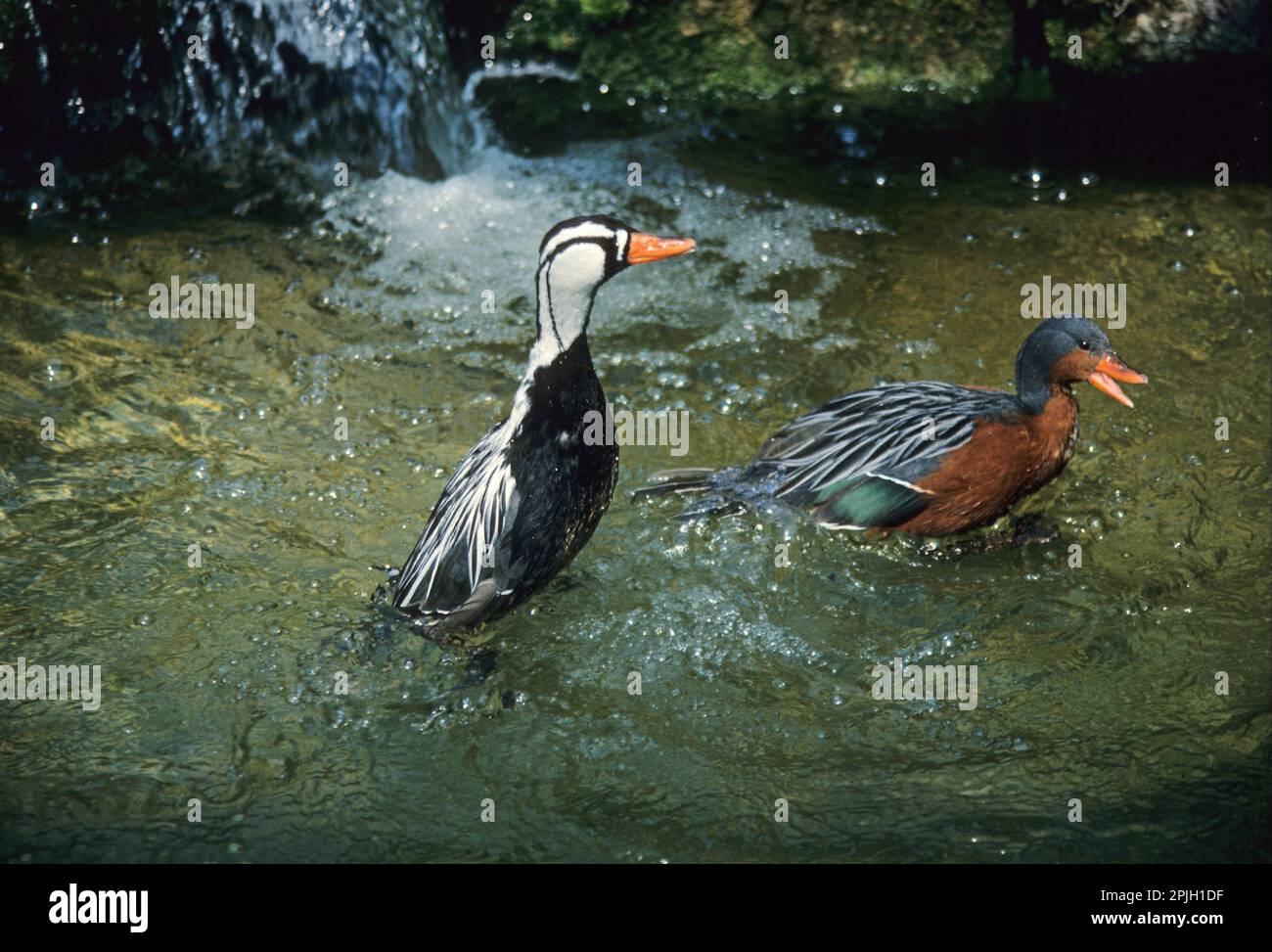 Torrent duck (Merganetta armata), Torrent Ducks, Goose Birds, Half ...