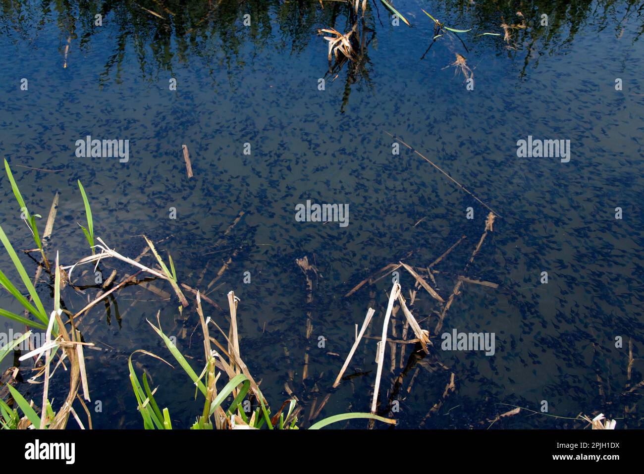 Common toad, Common toads, Amphibians, Other animals, Frogs, Toad ...