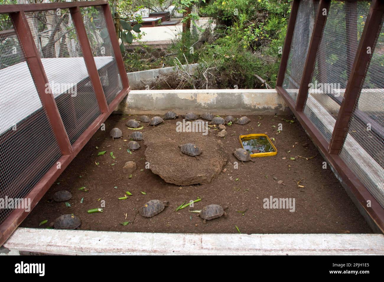 Geochelone elephantopus darwini, Galapagos giant tortoise, Elephant ...