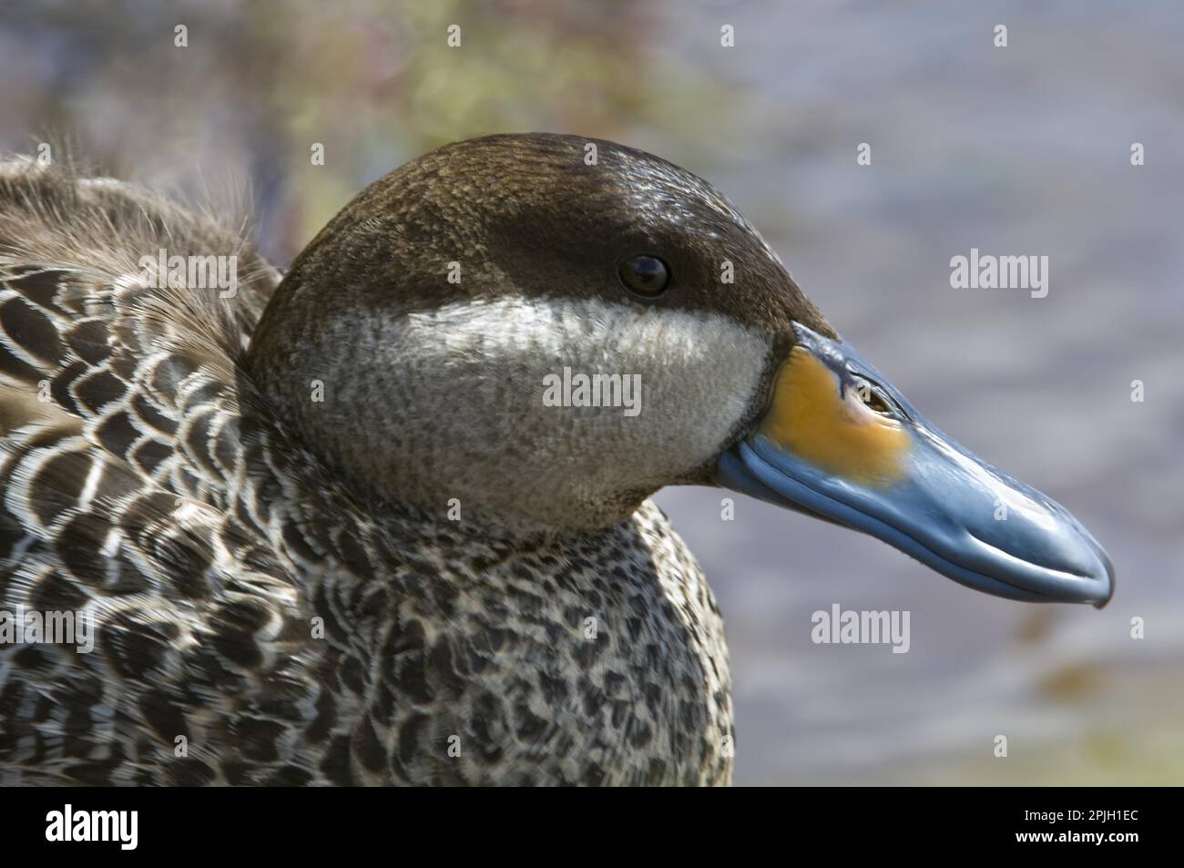 Common Scoter (Anas versicolor fretensis) adult, close-up of head, Long ...