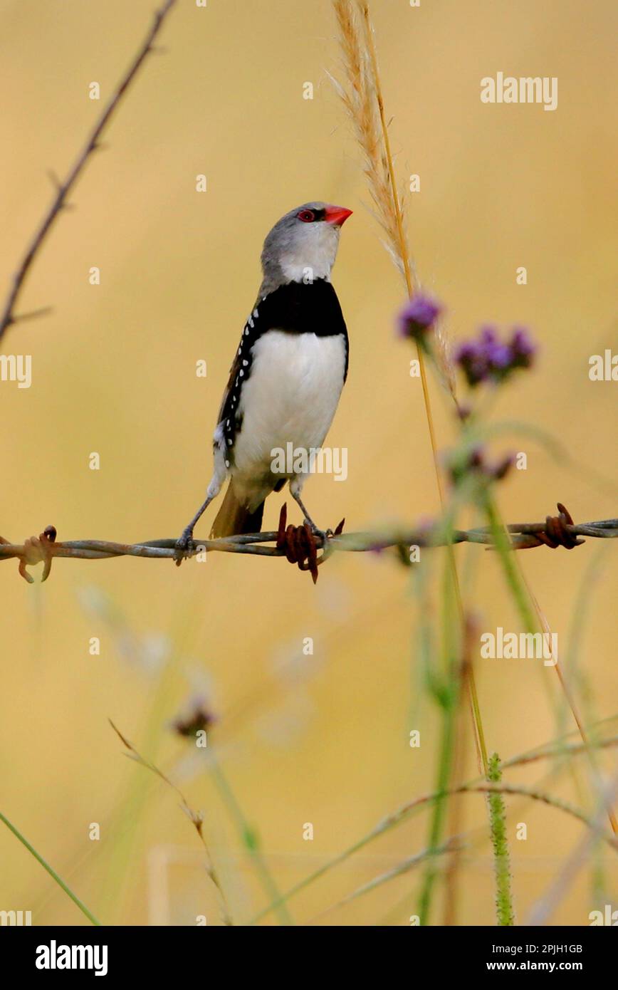 Diamond firetail (Stagonopleura guttata) perched on a barbed wire fence ...
