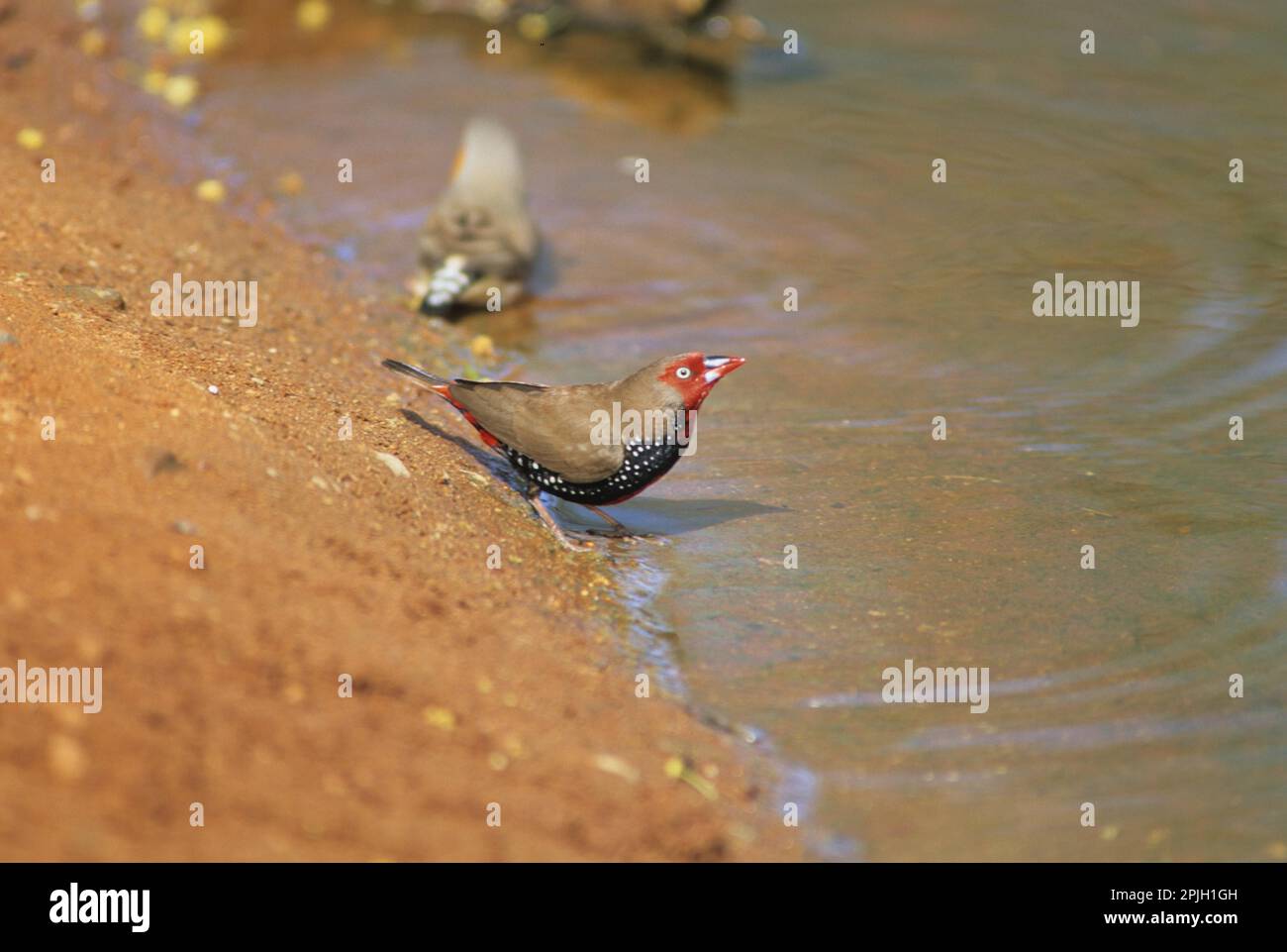 Painted Chaffinch, Painted Chaffinch, Chaffinches (Emblema pictum ...