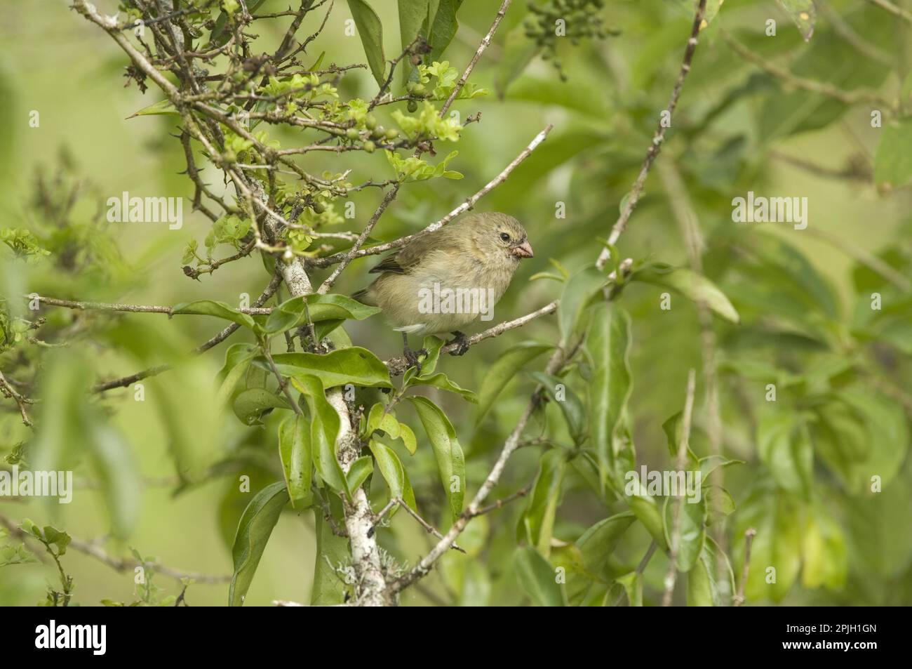 Small small tree finch (Camarhynchus parvulus), Darwinfinch ...