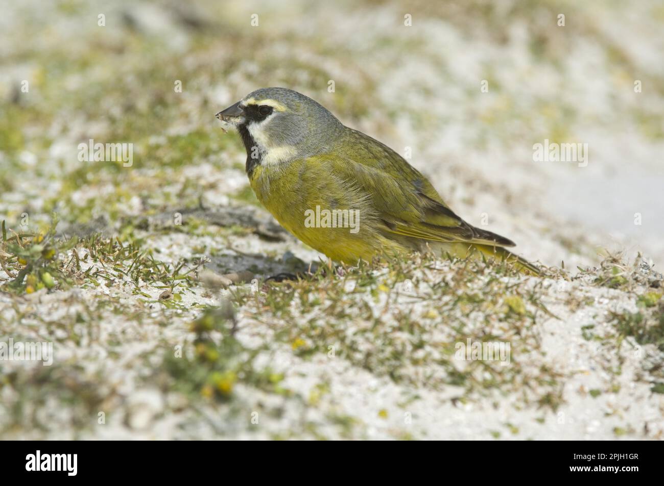 Black-throated Finch, songbirds, animals, birds, finches, Black ...