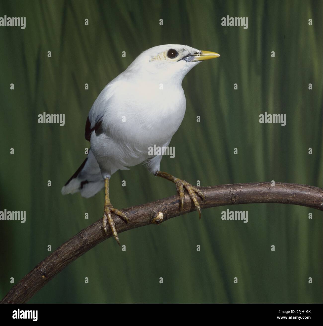 Sturnus melanopterus hi-res stock photography and images - Alamy