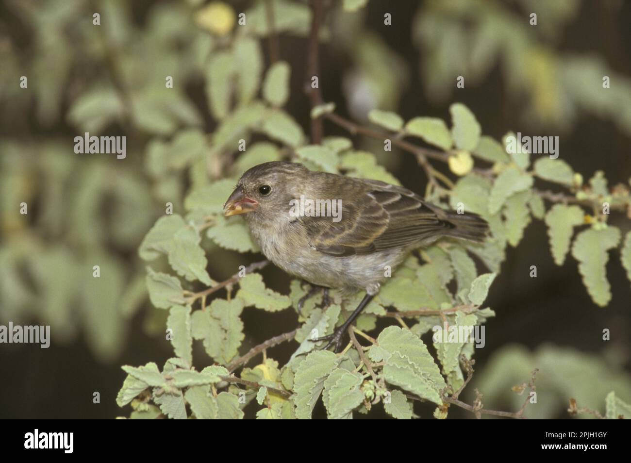 Small Tree Finch (Camarhynchus parvulus), Small small tree finch ...