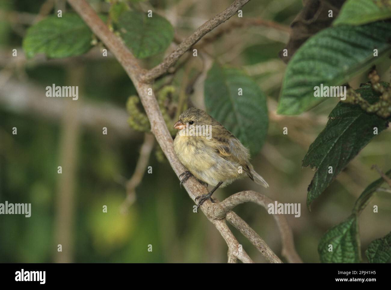 Medium tree finches (Camarhynchus pauper), Darwin Finch, Darwin Finches ...