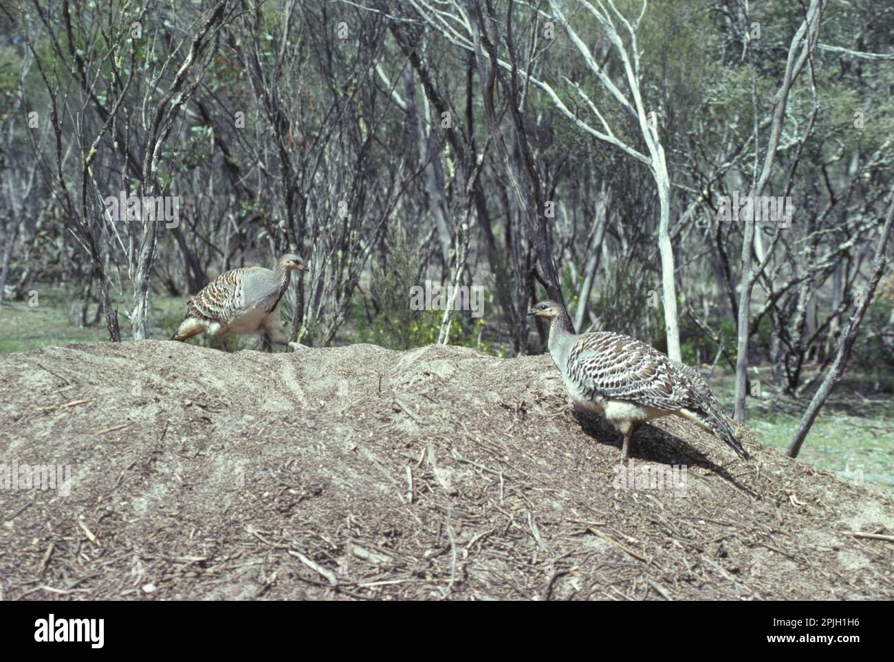 Malleefowl, Thermometer chicken, Large-footed chicken, Large-footed ...