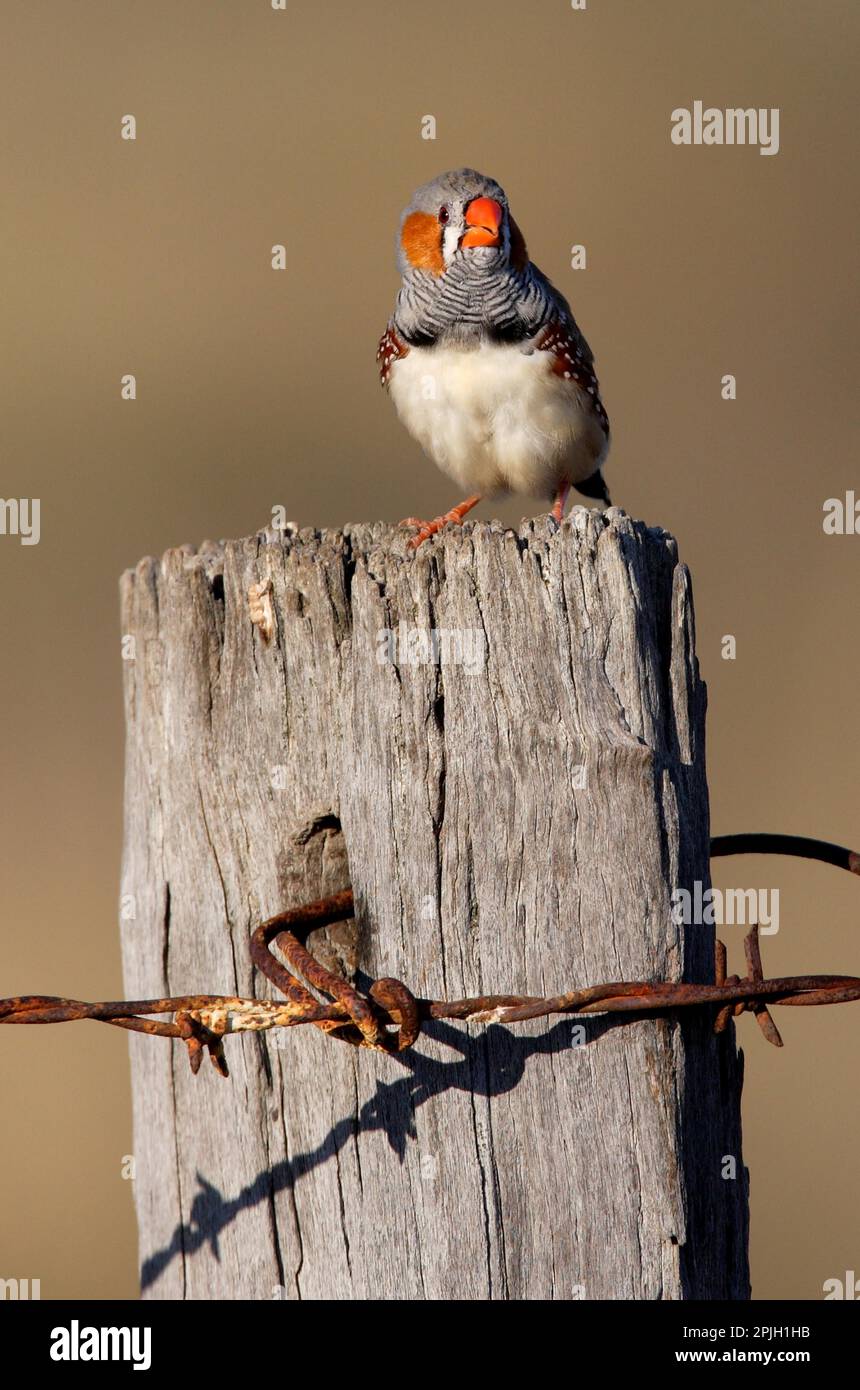 Male zebra finch hi-res stock photography and images - Alamy