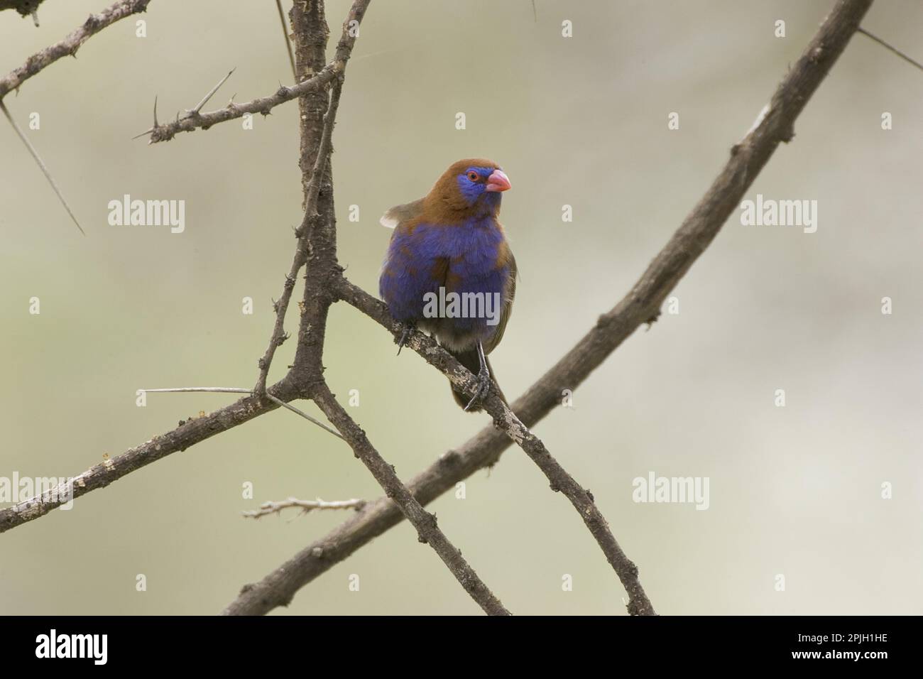 Purple grenadier (Granatina ianthinogaster), Violet Grenadier, finches ...